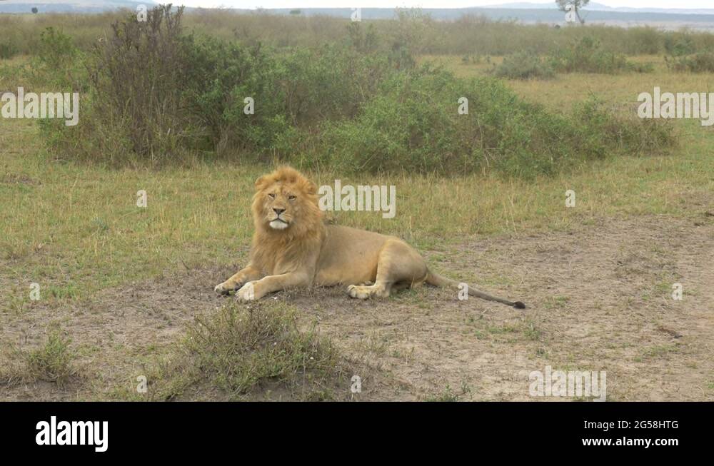 Savannah lion Stock Videos & Footage - HD and 4K Video Clips - Alamy