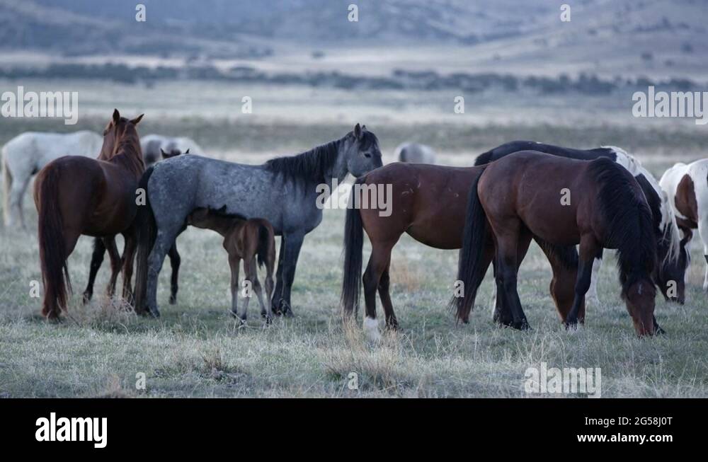 Mare filly stallion colt gelding Stock Videos & Footage - HD and 4K ...