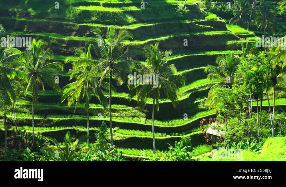 Building terraces for farming Stock Videos & Footage - HD and 4K Video ...