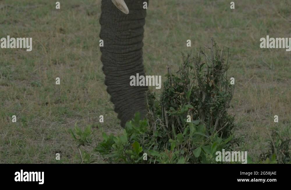 Elephant trunk Stock Videos & Footage - HD and 4K Video Clips - Alamy
