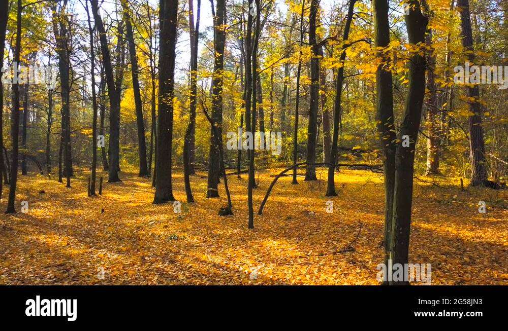 Oak trees from above Stock Videos & Footage - HD and 4K Video Clips - Alamy