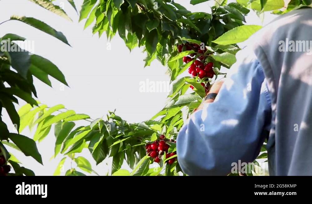 Tree cherry picker Stock Videos & Footage - HD and 4K Video Clips - Alamy