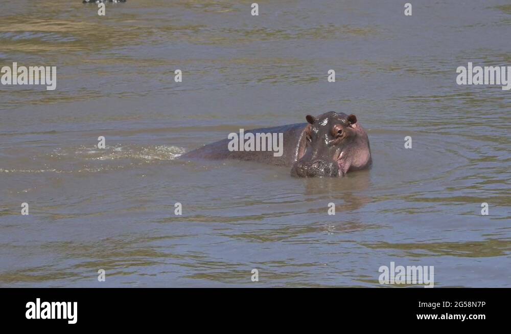 Hippo bathing Stock Videos & Footage - HD and 4K Video Clips - Alamy