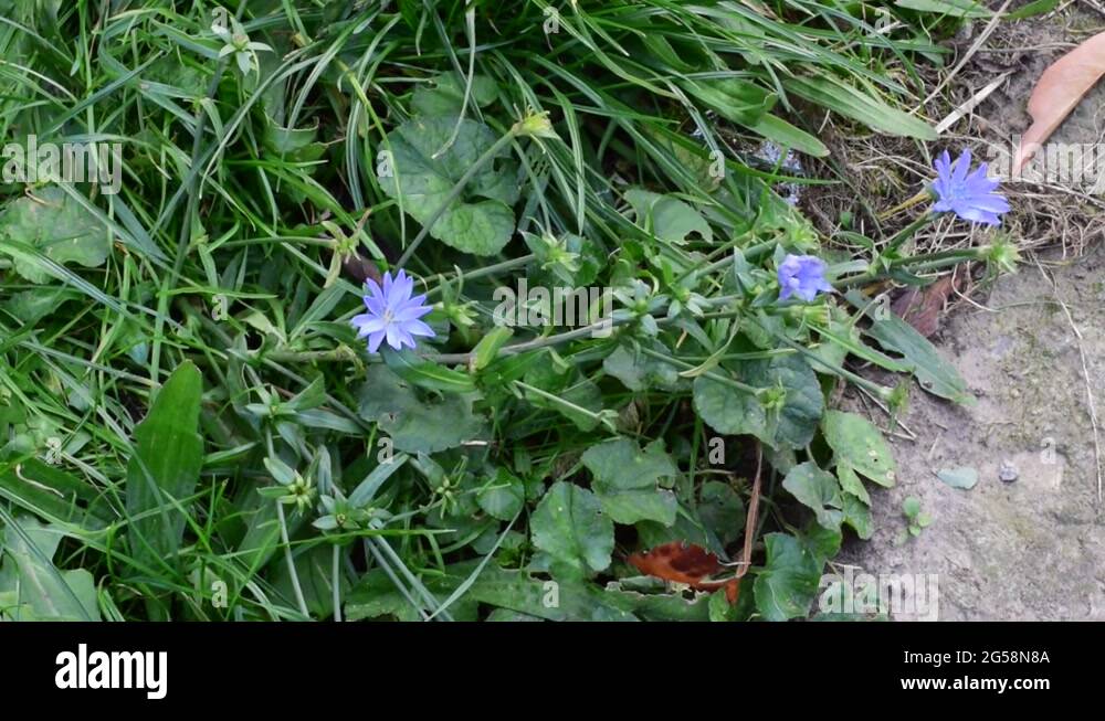 Blue weed Stock Videos & Footage - HD and 4K Video Clips - Alamy