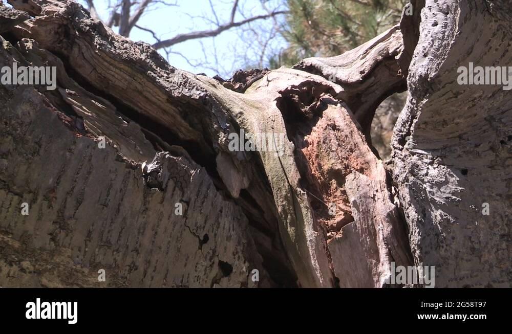 Tree damage caused by invasive insects and squirrels Stock Video ...
