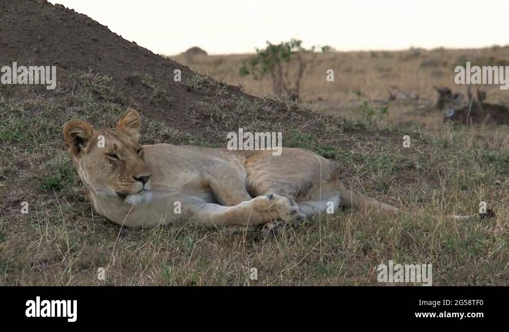 When you are awake Stock Videos & Footage - HD and 4K Video Clips - Alamy
