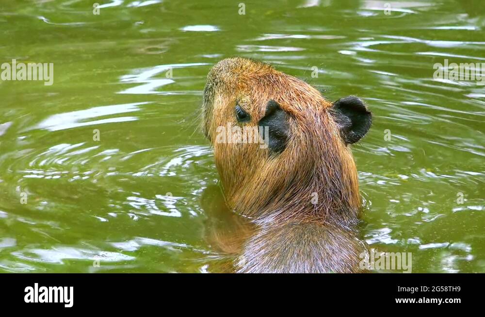 Capybara swims sticking out its head above surface of pond Stock Video ...