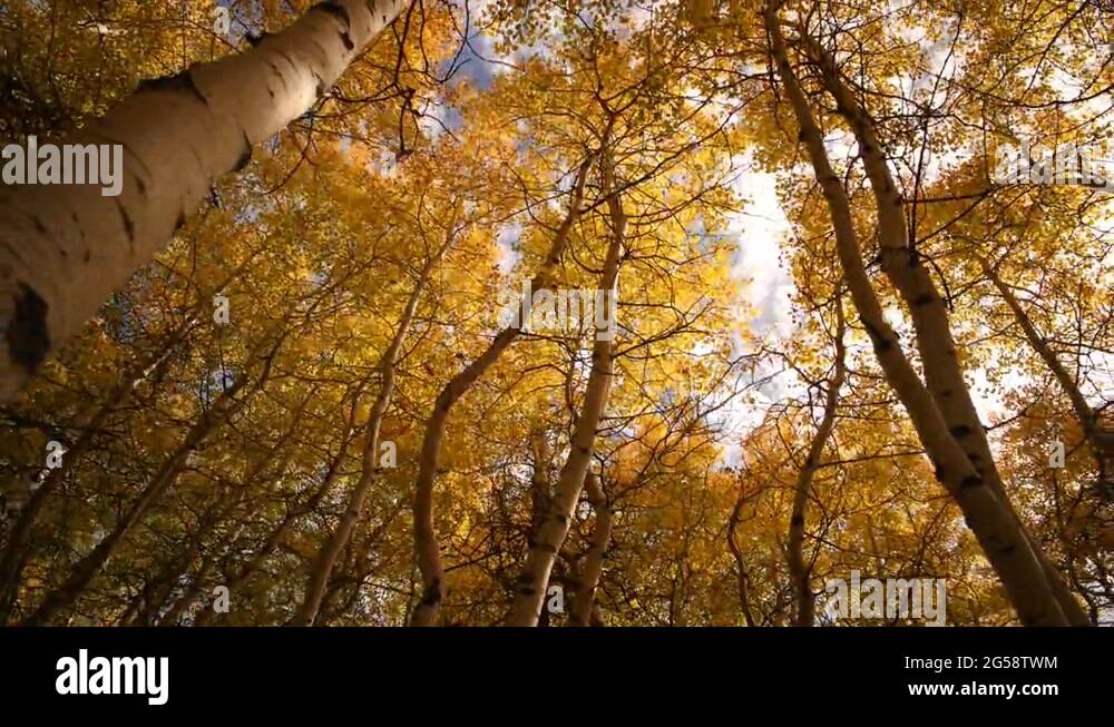 3 axis Motion Time Lapse of Yellow Aspens Fall Foliage Low Angle Stock ...