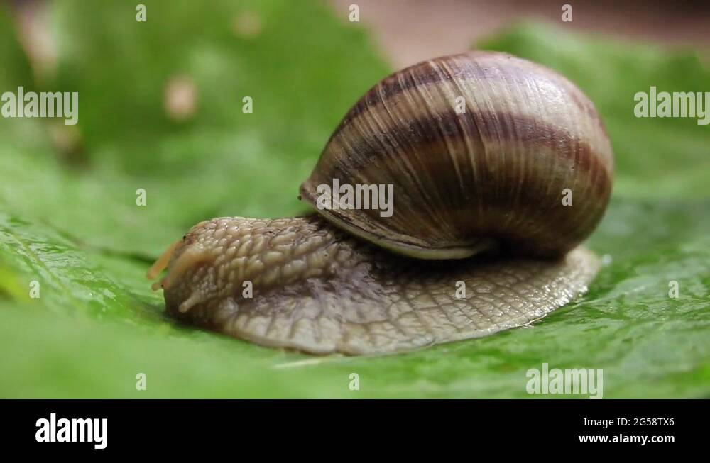 Macro of a common snail mollusk gastropod eating leafs in the wild ...