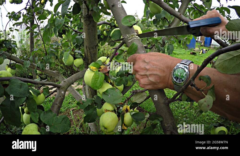 Broken apple watch Stock Videos & Footage - HD and 4K Video Clips - Alamy