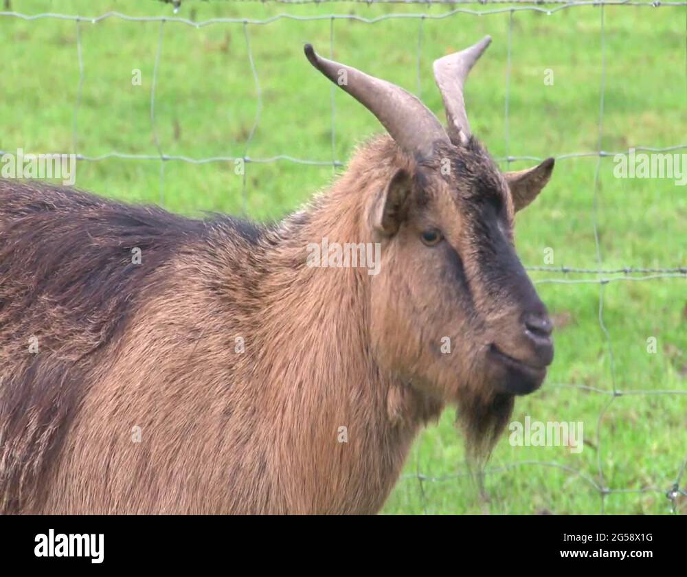 Goat chewing Stock Videos & Footage - HD and 4K Video Clips - Alamy
