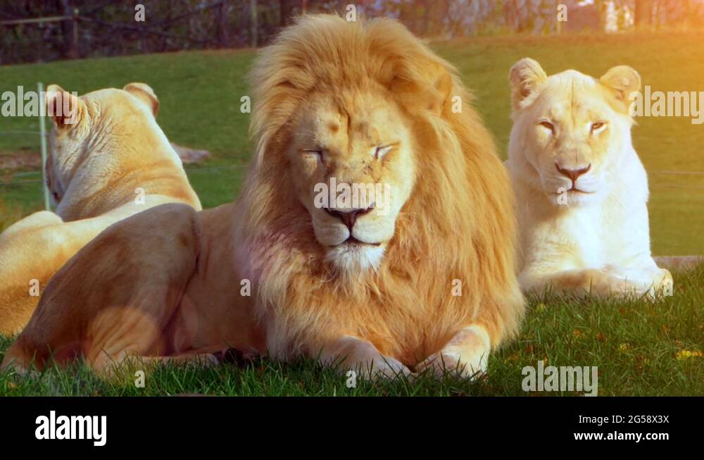 Pride of Lions in Park, King Mane, and Lionesses Animal Wildlife ...