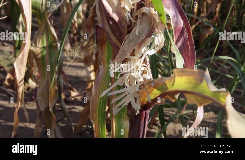 Animal damage Stock Videos & Footage - HD and 4K Video Clips - Alamy