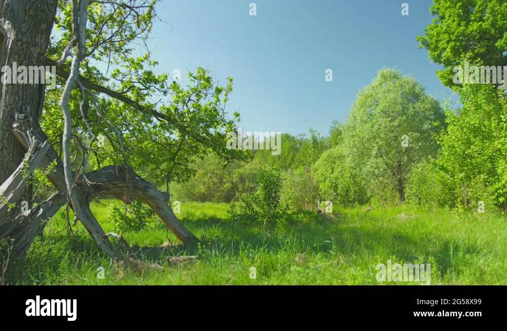 Outskirts of the forest Stock Videos & Footage - HD and 4K Video Clips ...