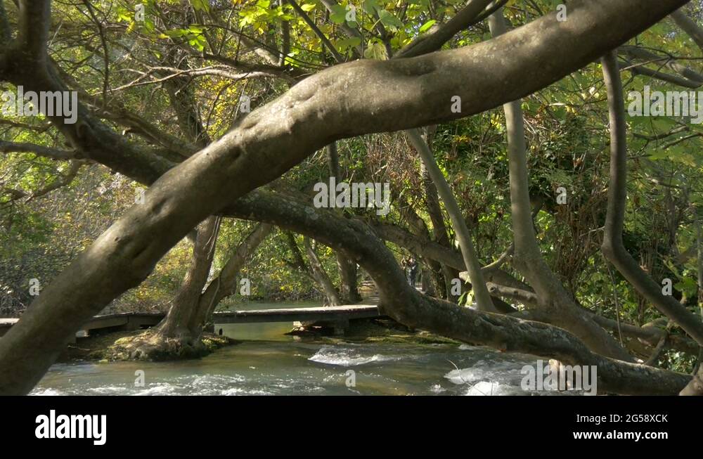 Bent trunks Stock Videos & Footage - HD and 4K Video Clips - Alamy