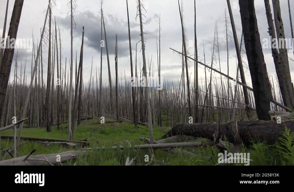Trees burnt by forest fire Stock Videos & Footage - HD and 4K Video ...