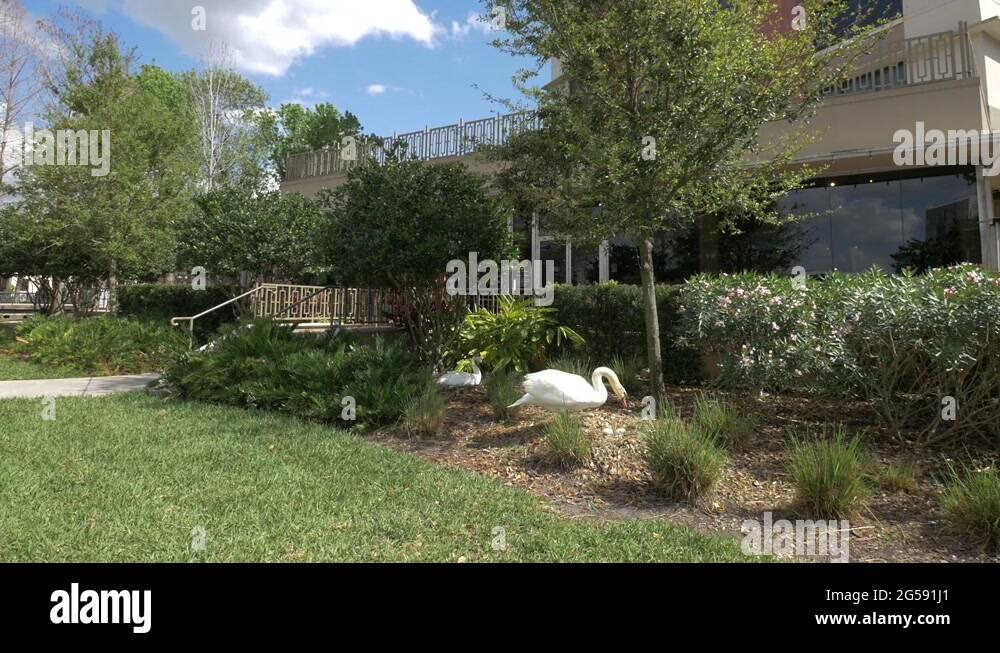 Surrounded by bushes Stock Videos & Footage - HD and 4K Video Clips - Alamy