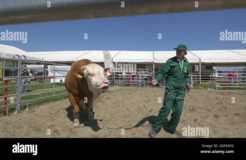 A simmental bull Stock Videos & Footage - HD and 4K Video Clips - Alamy