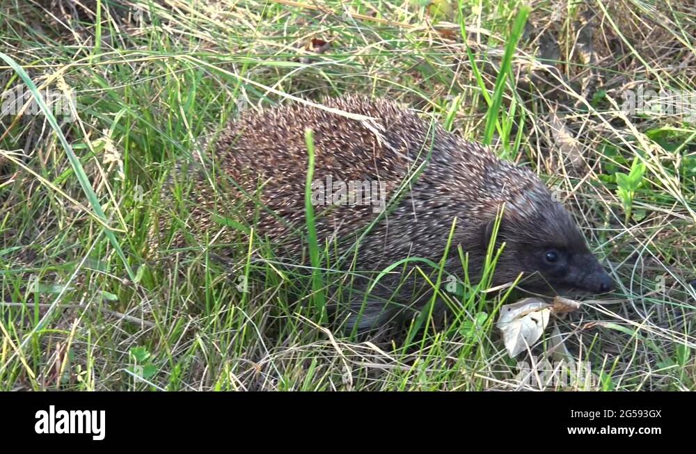 Hedge food Stock Videos & Footage - HD and 4K Video Clips - Alamy