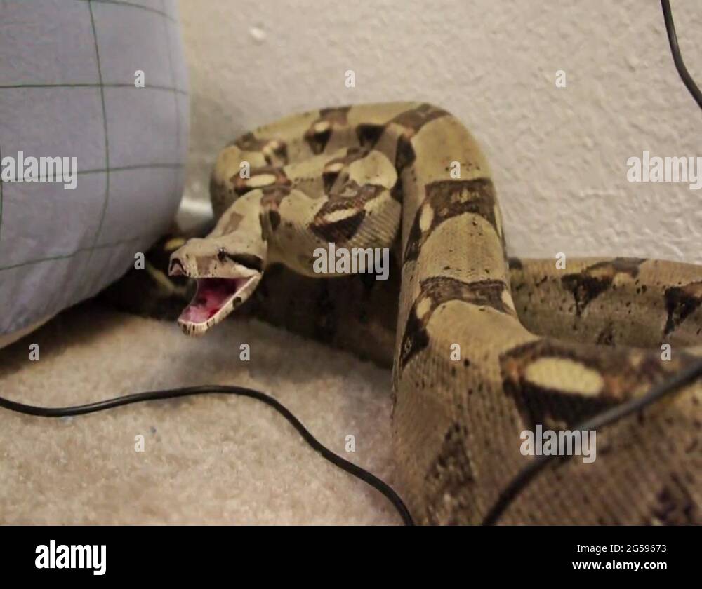 Trapped snakes Stock Videos & Footage - HD and 4K Video Clips - Alamy