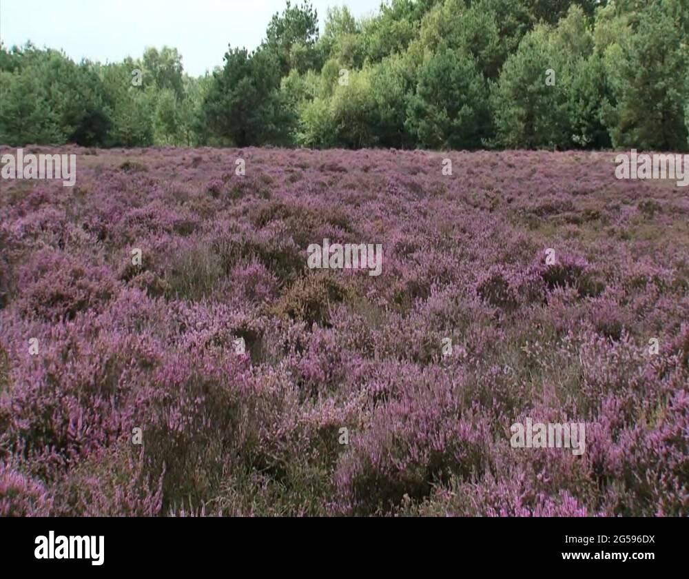 Heath landscape Stock Videos & Footage - HD and 4K Video Clips - Alamy