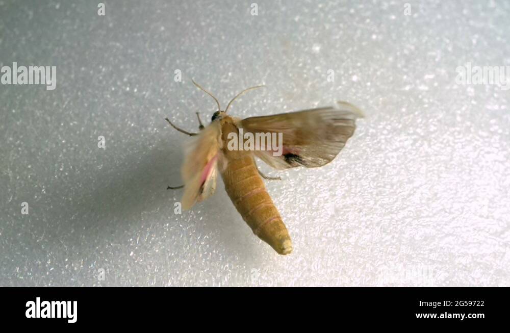 Antennae moth antenna Stock Videos & Footage - HD and 4K Video Clips ...