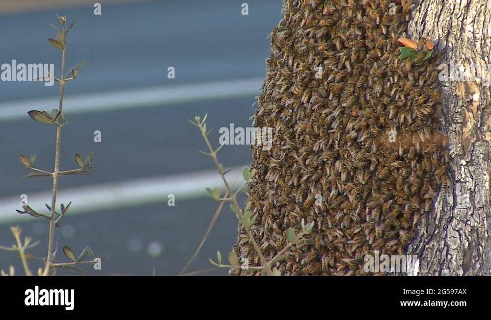 Nest wasps inside trunk Stock Videos & Footage - HD and 4K Video Clips ...