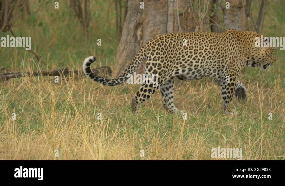 Pooping Stock Videos & Footage - HD and 4K Video Clips - Alamy