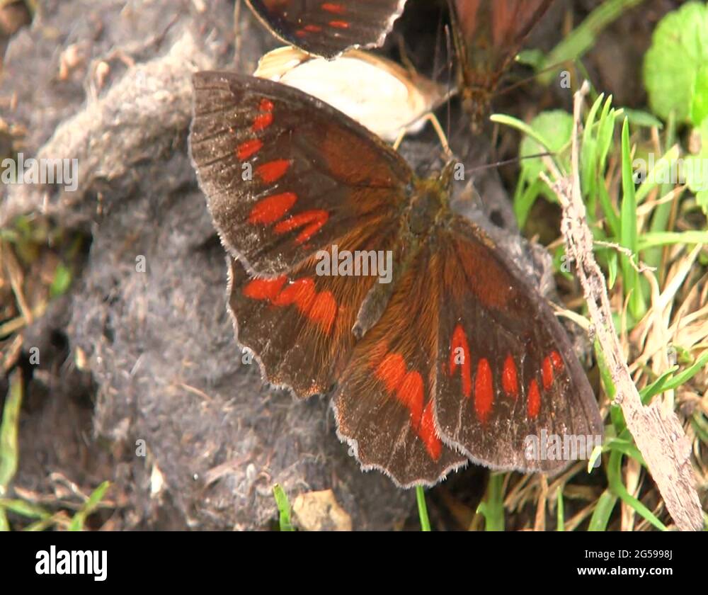 Insect feces Stock Videos & Footage - HD and 4K Video Clips - Alamy