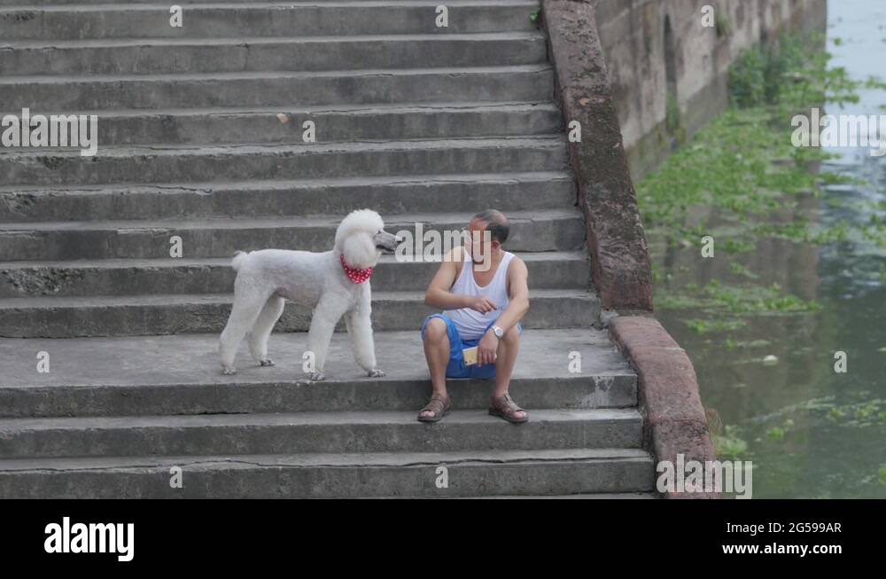 Dog dog man stairs Stock Videos & Footage - HD and 4K Video Clips - Alamy