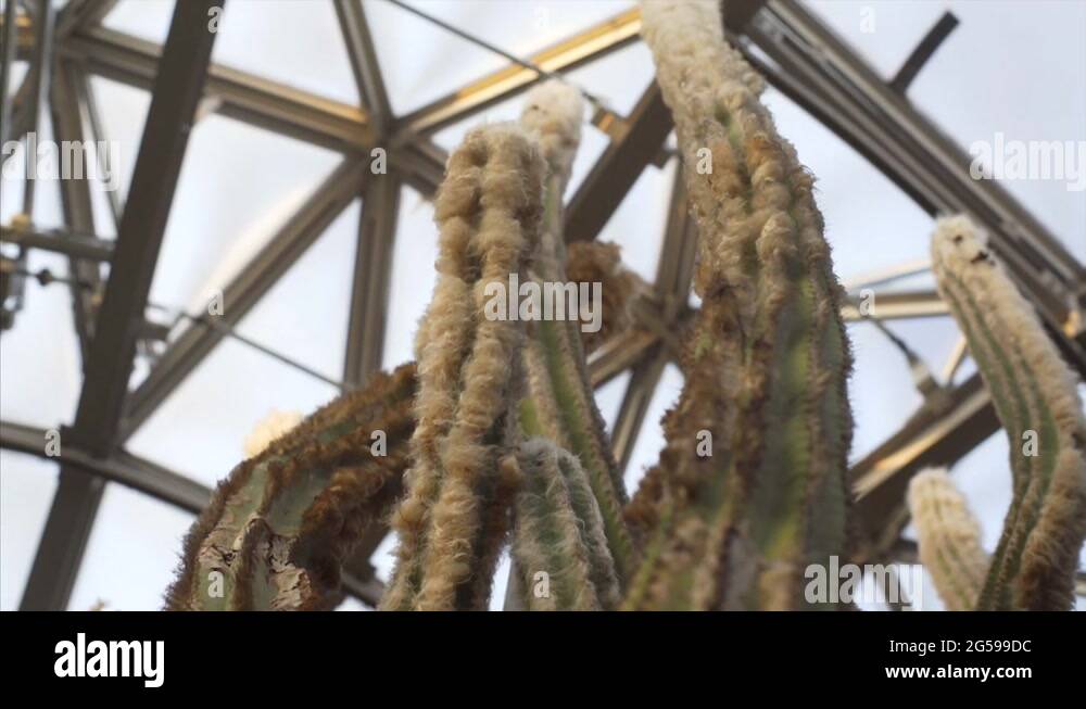 Grandfather cactus Stock Videos & Footage - HD and 4K Video Clips - Alamy