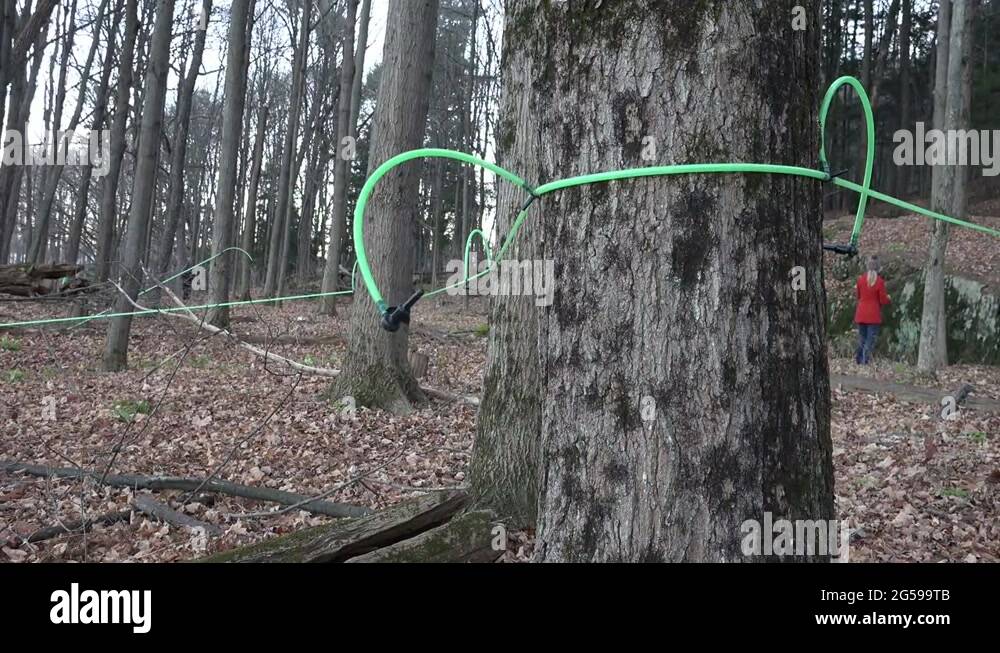 Maple tree syrup tubing Stock Videos & Footage - HD and 4K Video Clips ...