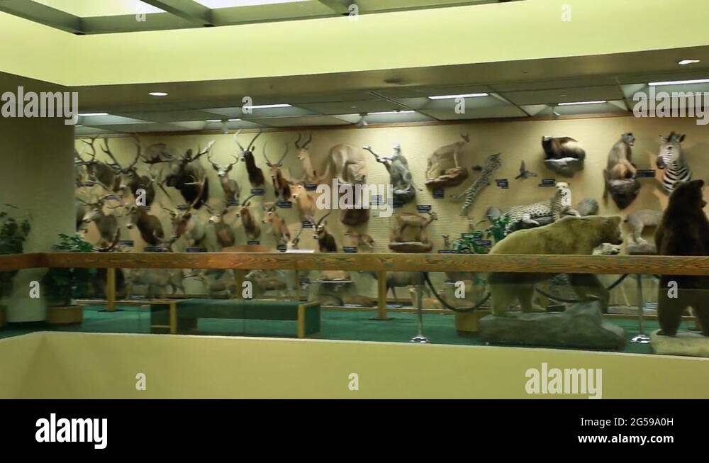 Specimen display Stock Videos & Footage - HD and 4K Video Clips - Alamy