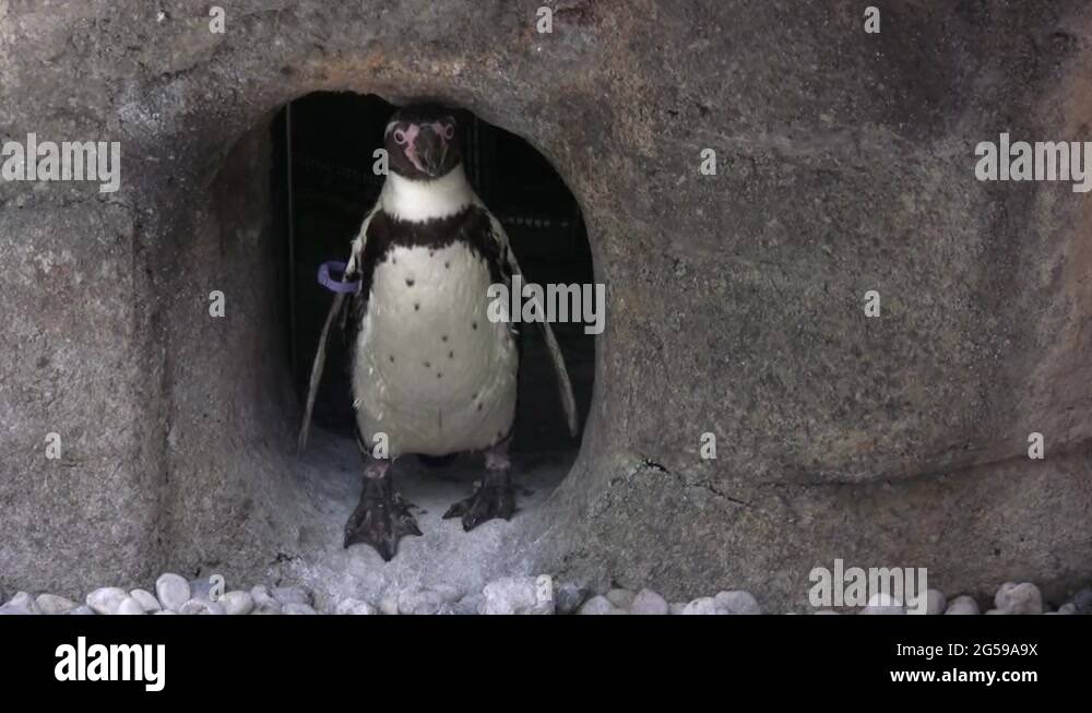 Tag cave Stock Videos & Footage - HD and 4K Video Clips - Alamy