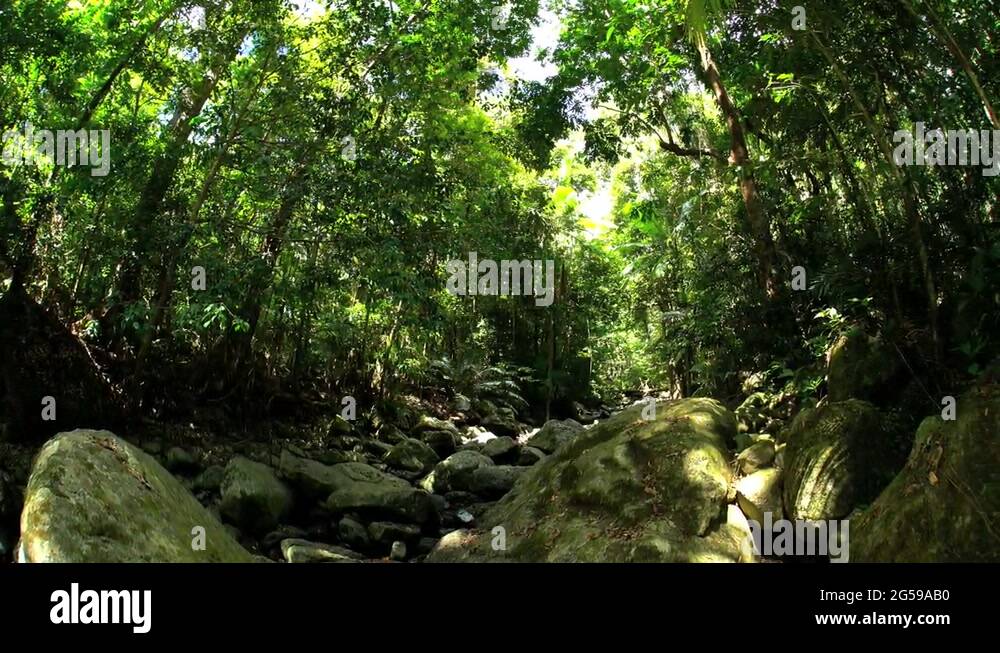 Tropical rainforest canopy trees Stock Videos & Footage - HD and 4K ...