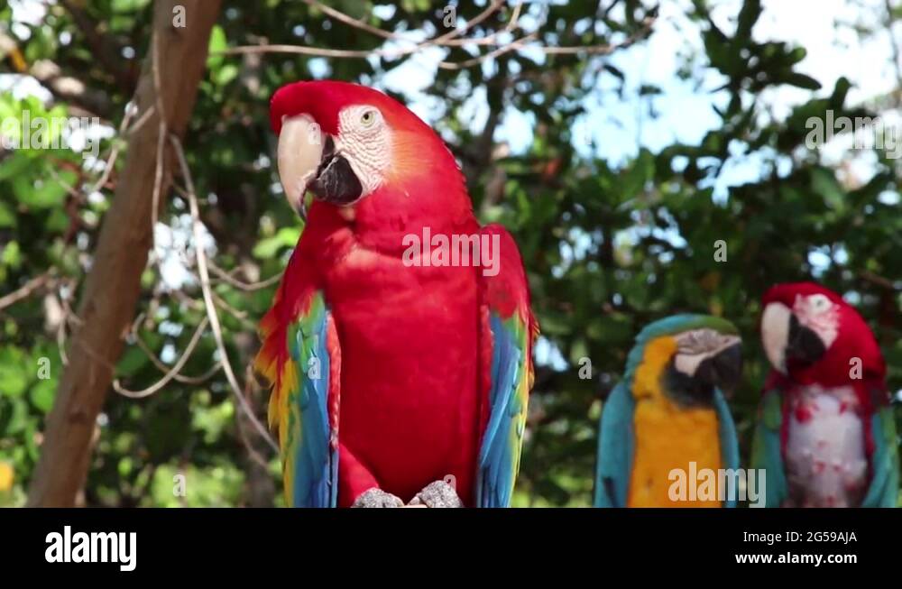 Macaw Stock Videos & Footage - HD and 4K Video Clips - Alamy
