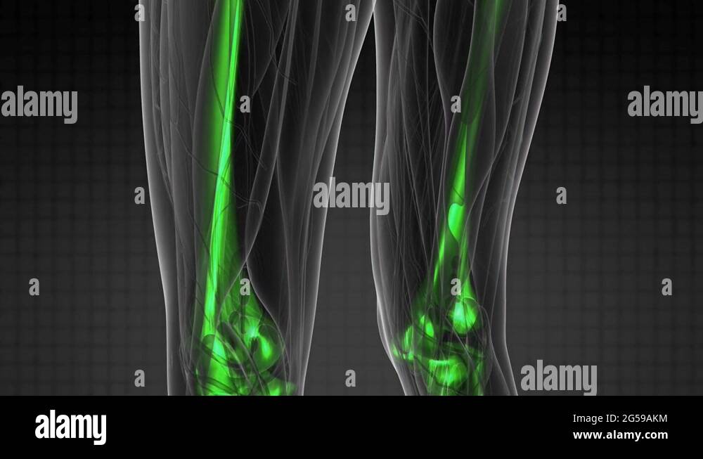 science anatomy of human body in x-ray with glow skeleton bones Stock ...