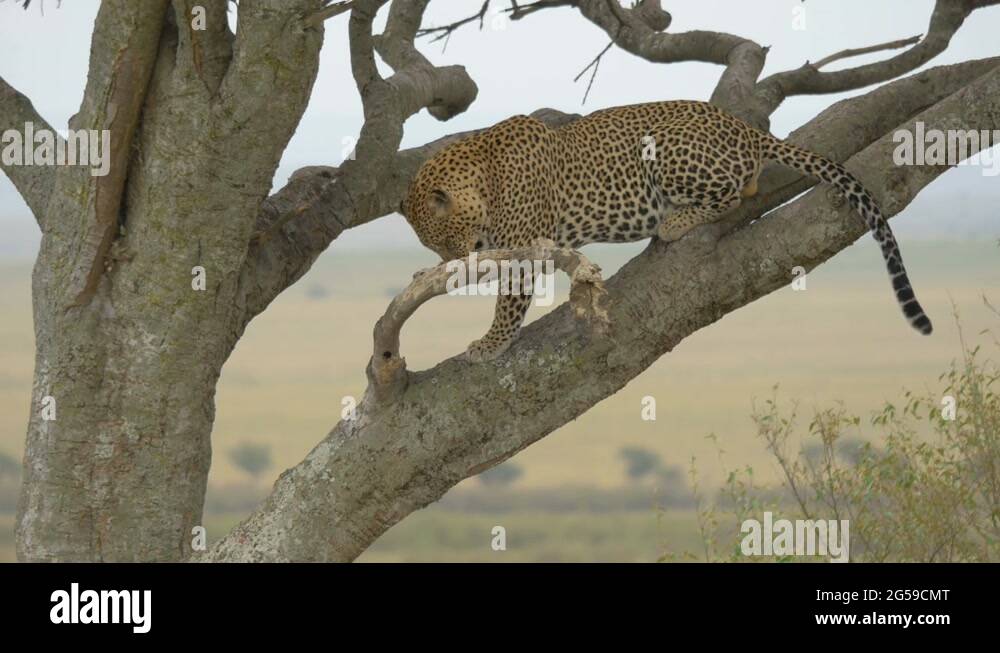 Leopard cleaning Stock Videos & Footage - HD and 4K Video Clips - Alamy