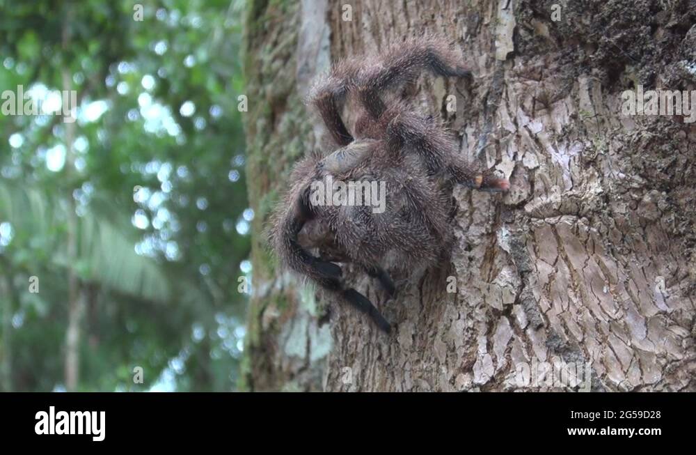 Spider webbing on tree Stock Videos & Footage - HD and 4K Video Clips ...