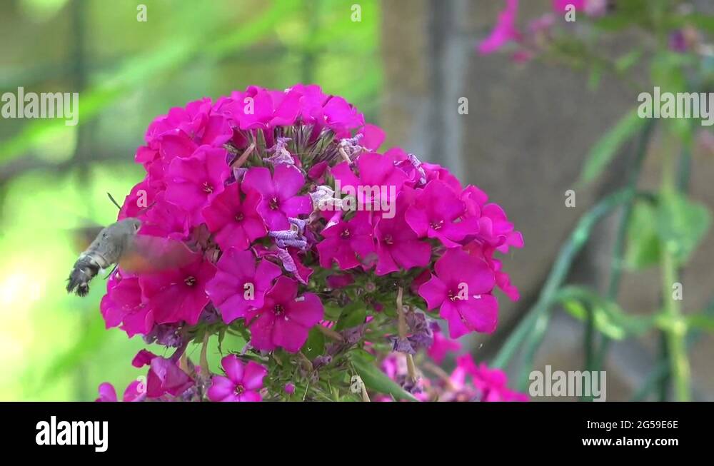 Moth class Stock Videos & Footage - HD and 4K Video Clips - Alamy