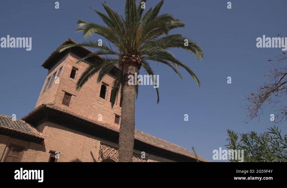 Damas tree Stock Videos & Footage - HD and 4K Video Clips - Alamy