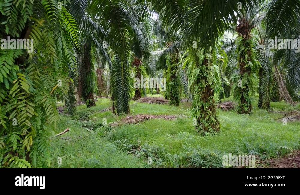 Oil trees Stock Videos & Footage - HD and 4K Video Clips - Alamy