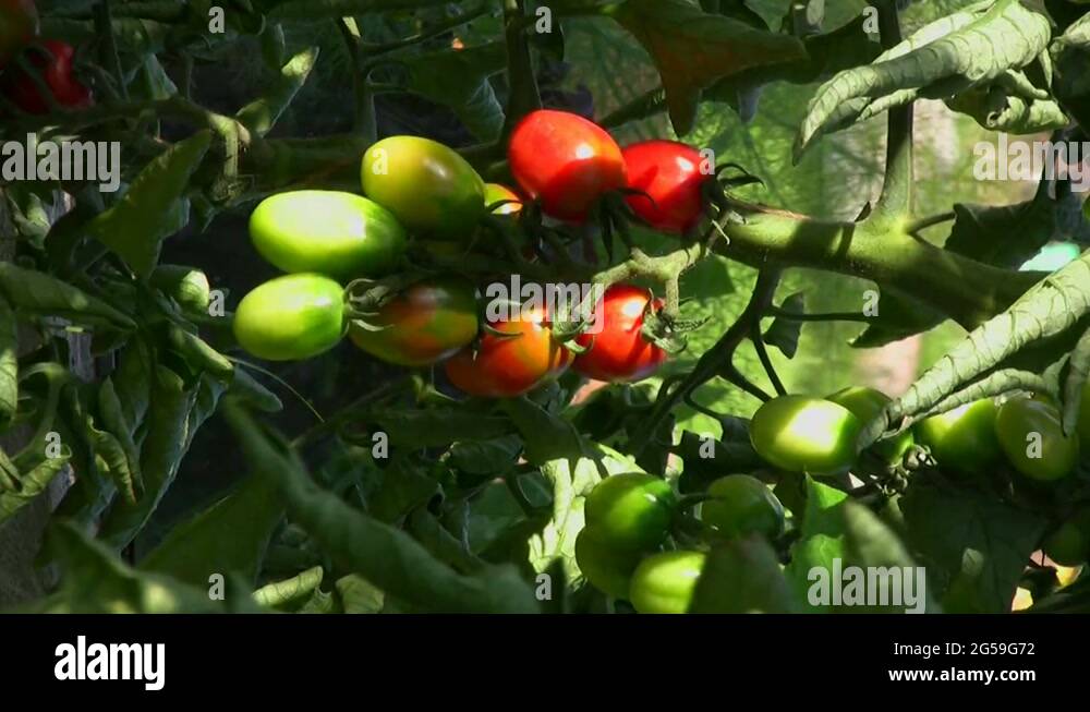 Tomato vertical Stock Videos & Footage - HD and 4K Video Clips - Alamy