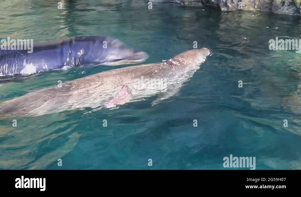 Leopard sea Stock Videos & Footage - HD and 4K Video Clips - Alamy