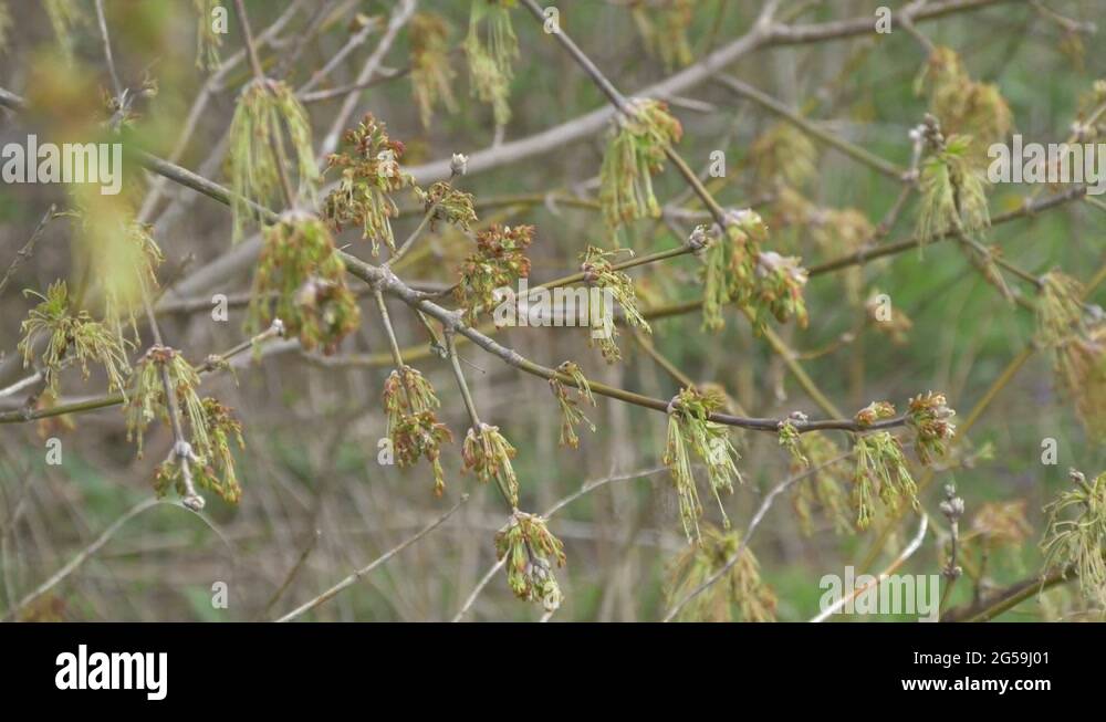 Branches Stock Videos & Footage - HD and 4K Video Clips - Alamy