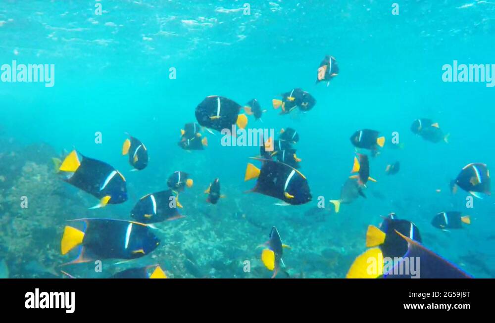 school of king angelfish at the devil's crown in the galapagos Stock ...