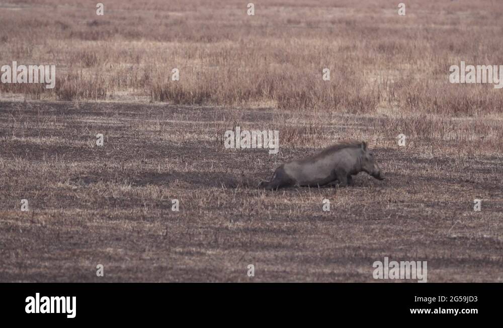 Warthog, African warthogs in the savannah. Serengeti, Africa Stock ...