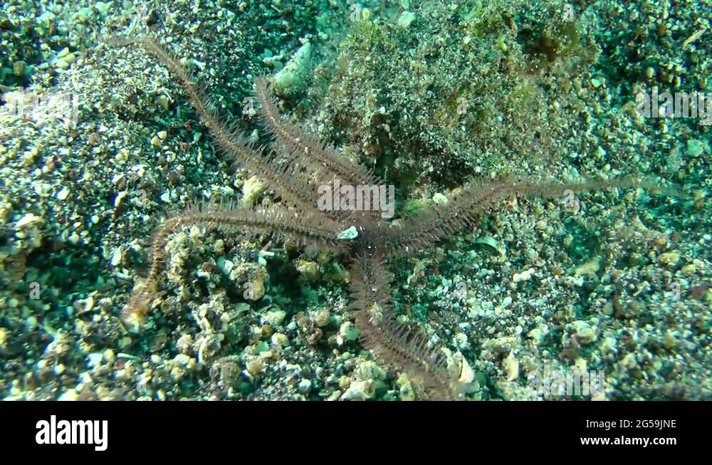 Ophiothrix fragilis Stock Videos & Footage - HD and 4K Video Clips - Alamy