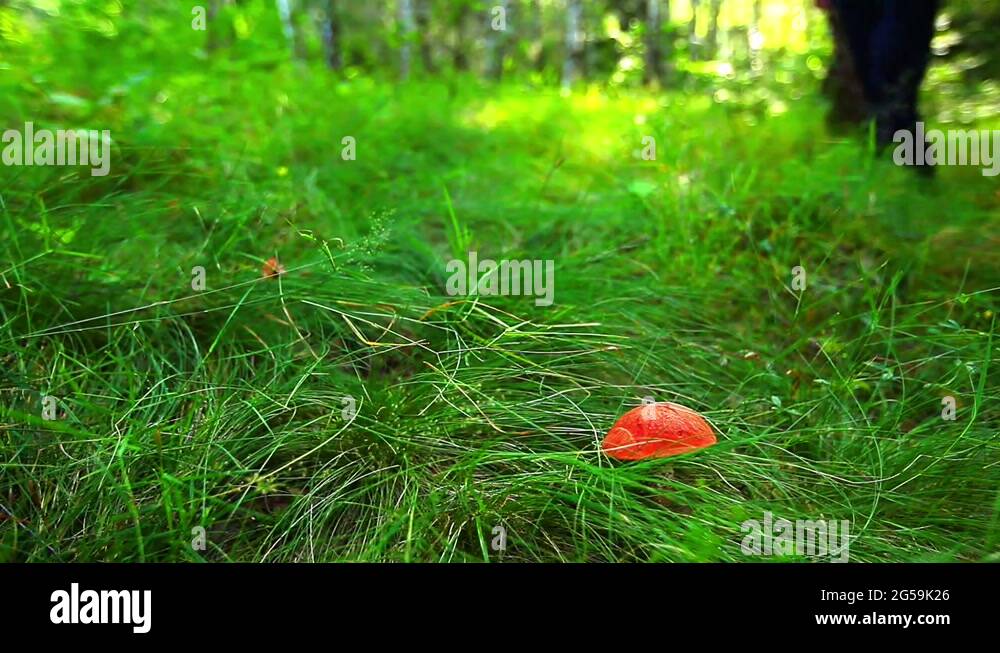 Mushroom foot Stock Videos & Footage - HD and 4K Video Clips - Alamy