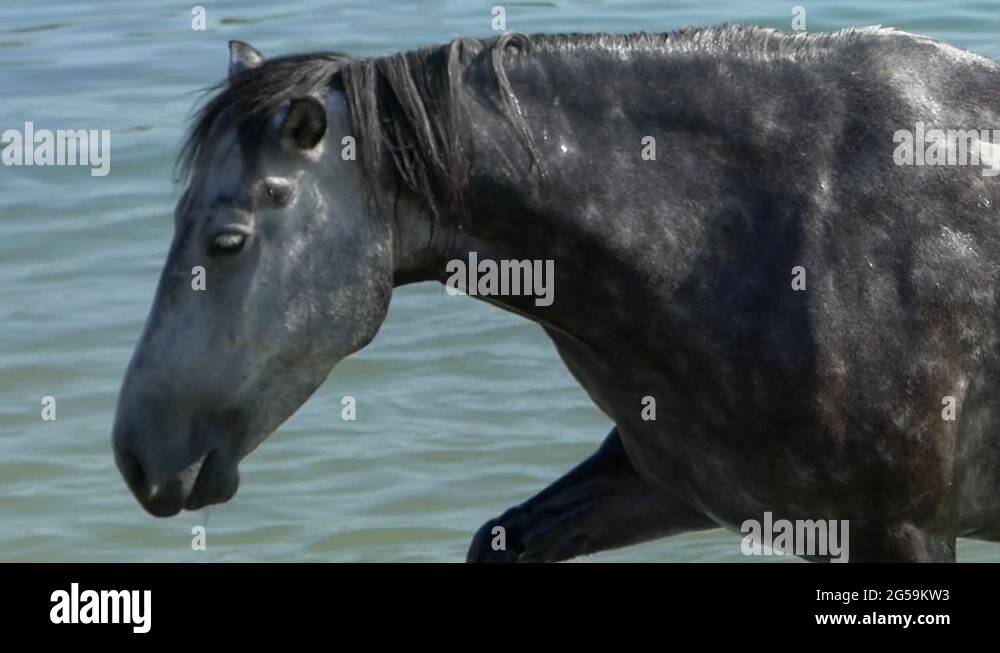 White horse gray mane standing Stock Videos & Footage - HD and 4K Video ...